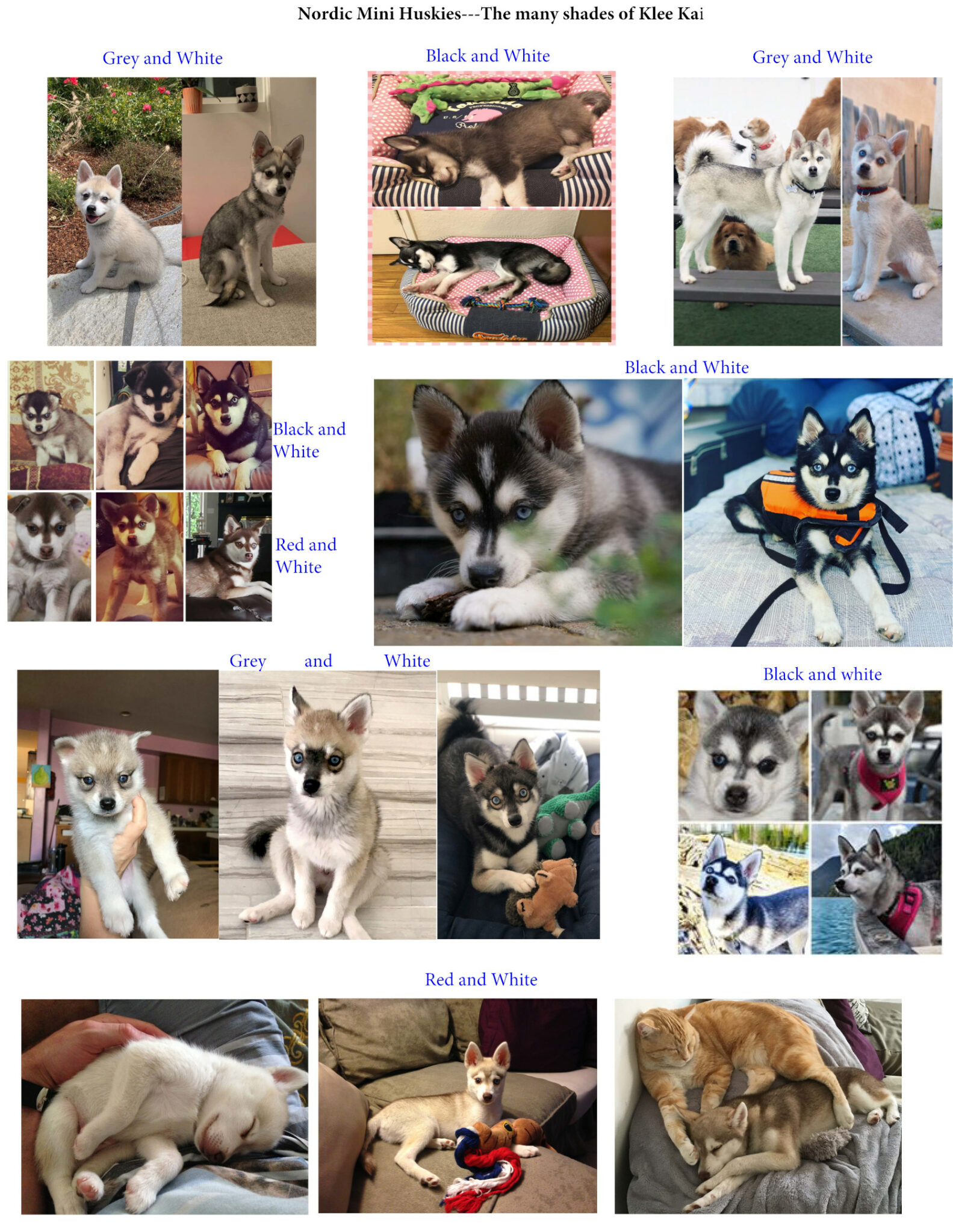 Color Comparison of Klee Kai