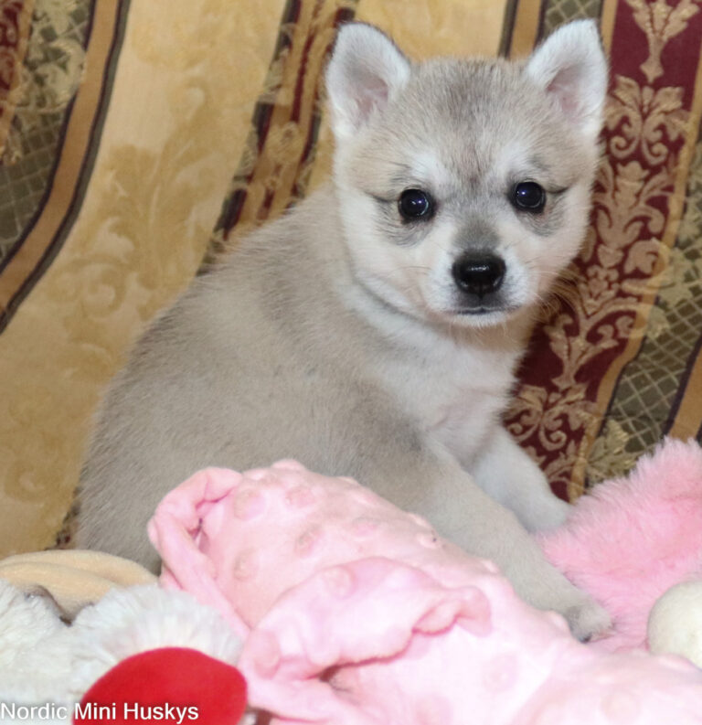 Best Practices for Feeding your Alaskan Klee Kai - Nordic Mini Huskys
