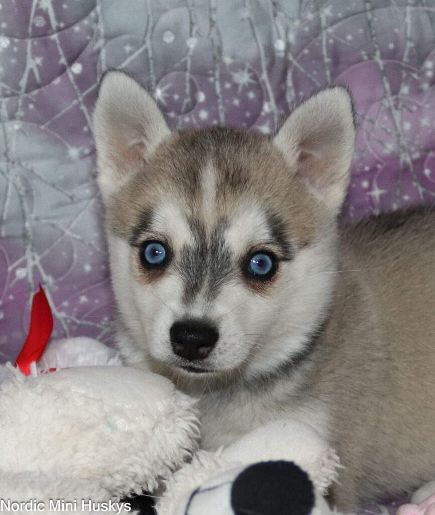 Our Available Alaskan Klee Kai Puppies and How to Adopt