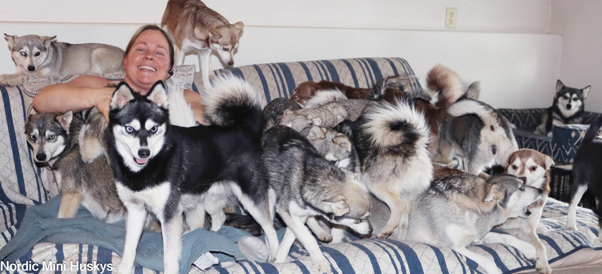 Mission - Nordic Mini Huskys